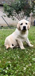 Labrador retriver