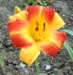 Hemerocallis Cathys Sunset P415