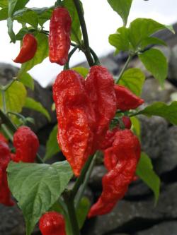 Chilli Bhut Jolokia RED - CRVENA (25 semenki)