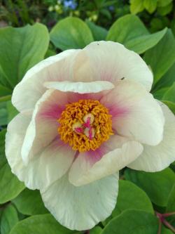 божур, природни хибрид (Paeonia x chamaeleon)