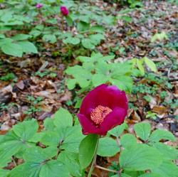 дивљи божур (Paeonia caucasica)