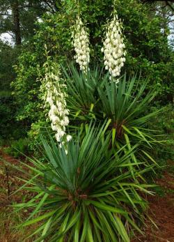 Јука (Yucca)