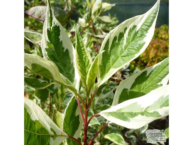 Ukrasni Dren - Cornus Alba Elegantissima