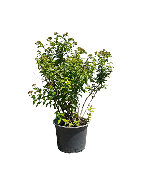 Spirea