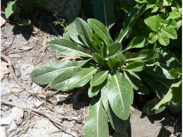 Sač sinj indigo domaći neprskani plavi isatis tinctoria