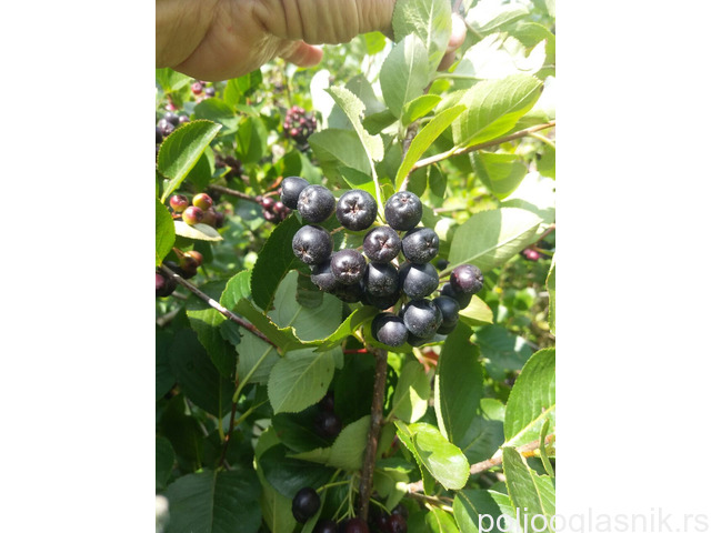 Aronija(Aronia melanokarpa) sveža