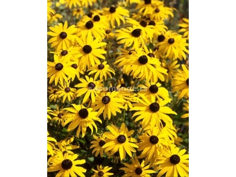 Pupavica (Rudbeckia fulgida 'Goldsturm')