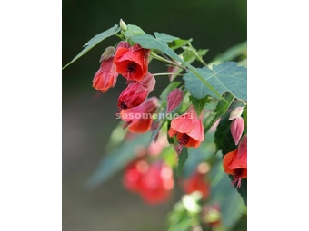 Sobni Javor - Abutilon pictum