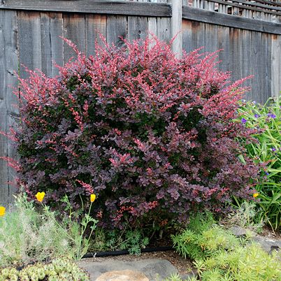 Berberis thunbergii ‘Atropurpurea’ (tumbergova žutika)