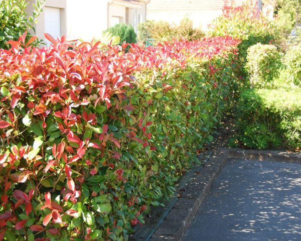 Fotinija / Photinia fraseri ‘Red Robin’