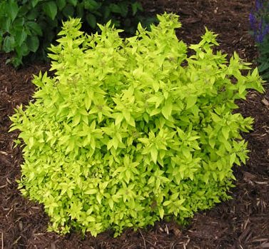 Spiraea bumalda ‘Goldflame’