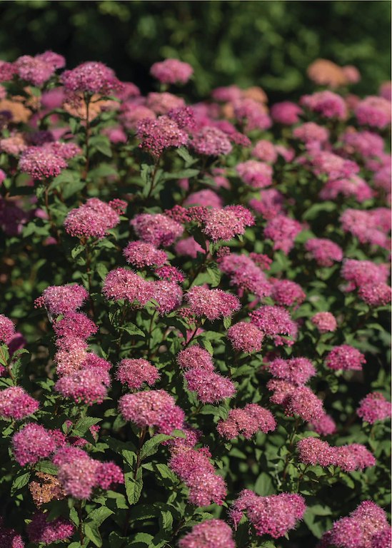 Spirea japonica ‘Bumalda’