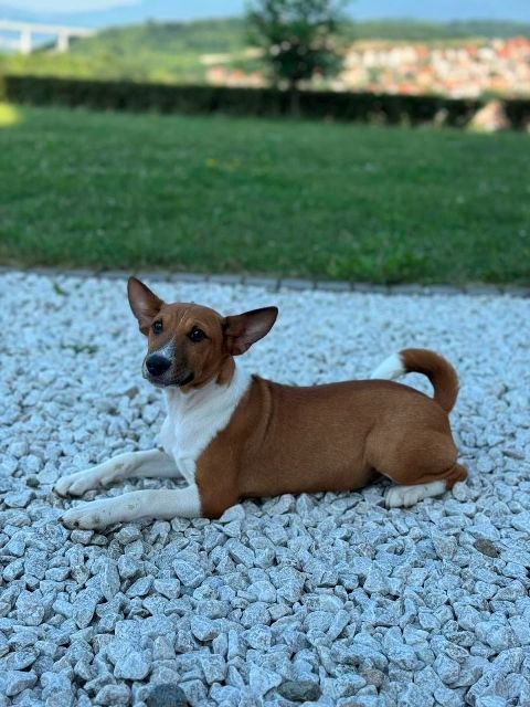 TOP Basenji stenci