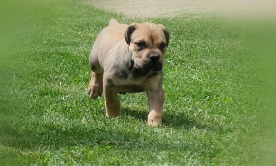 Boerboel Južnoafrički mastif stenci