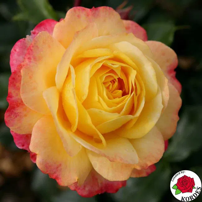 Rose de Hofnun (Rose der Hoffnung ®)