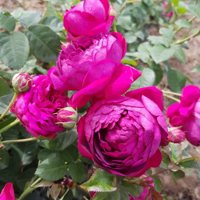 Đulber Šećer (Rosa × damascena)