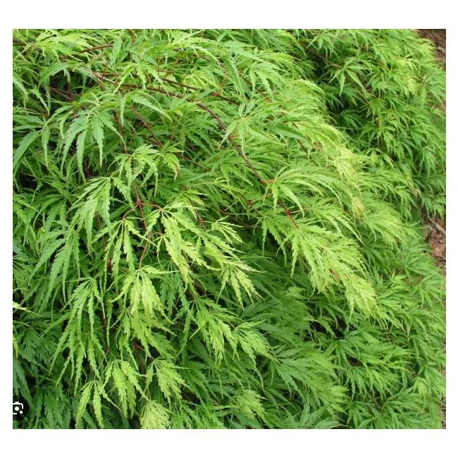 Acer palmatum 'Emerald Lace ' • P 5 L • 80/100 cm