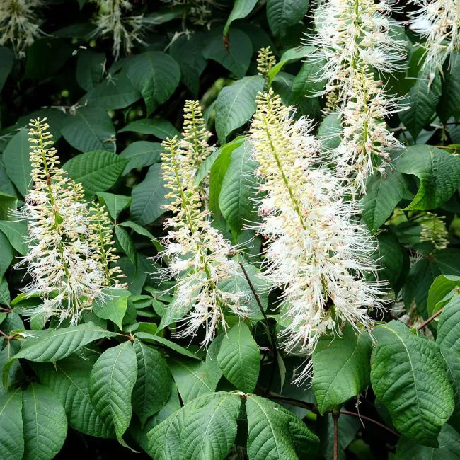 Aesculus parviflora • C 7,5 l • 50/60 cm •