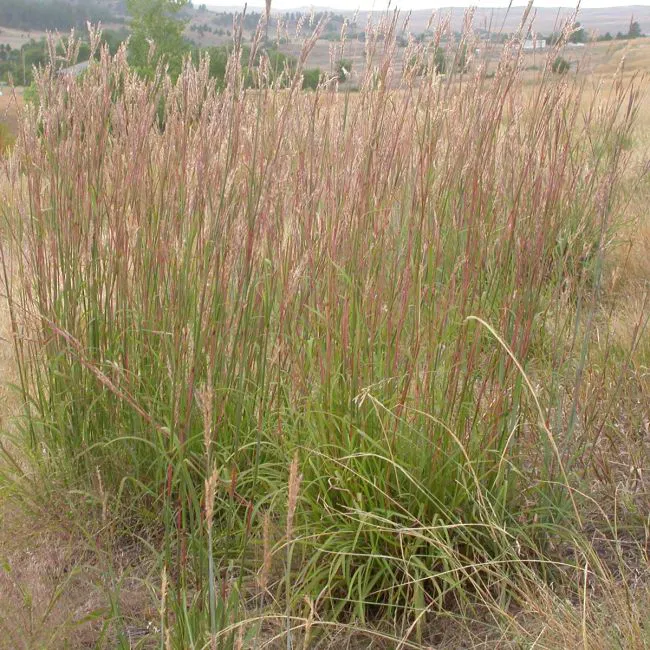 Andropogon gerardii