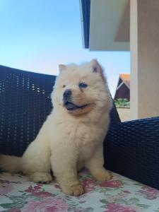 CAU CAU, CHOW CHOW STENE