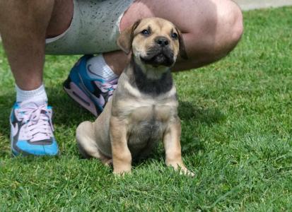 Boerboel Južnoafrički mastif stenci