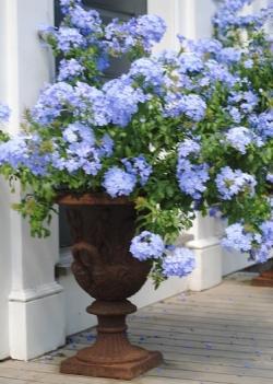PLAVI JASMIN (Plumbago auriculata) BILJKA