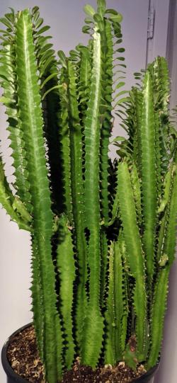 Euphorbia trigona (Afrička mlečna biljka)