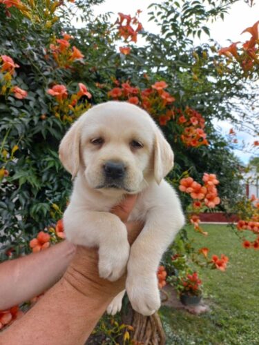 Labrador štenci na prodaju