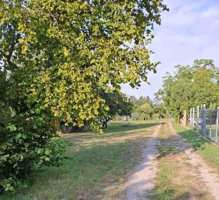 Biserno ostrvo, Bačko Gradište