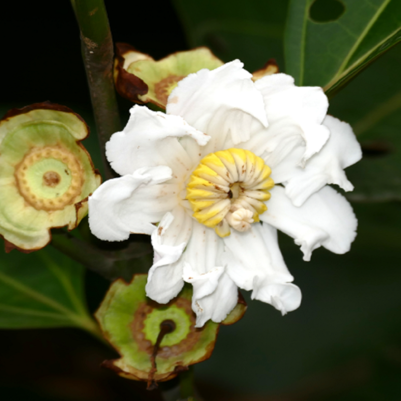 Semenke Mes jabuke (Bellucia grossularioides)