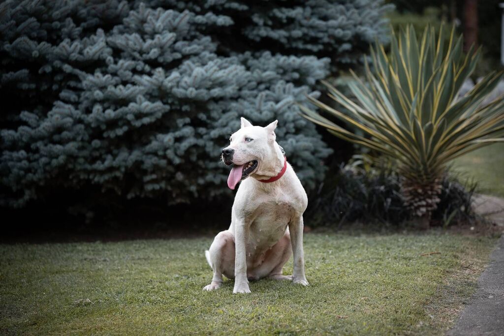 Poklanja se ženka dogo argentino, stara oko godinu i po dana