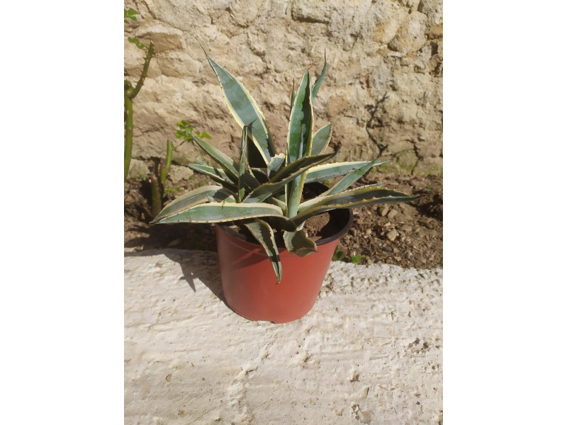 Agava (Agave americana)