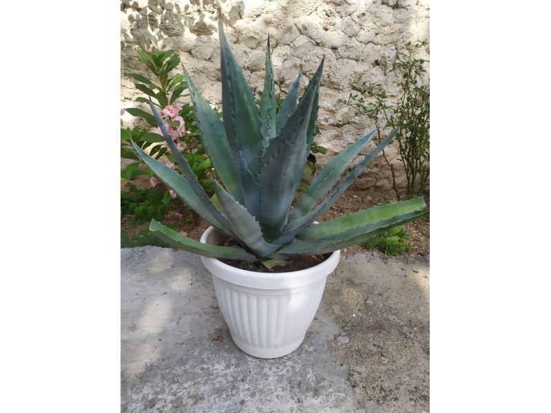 Agava (Agave americana)