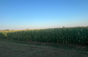 Prodajem Građevinsko Zemljište, Budisava