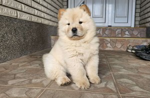 Chow Chow muzjaci