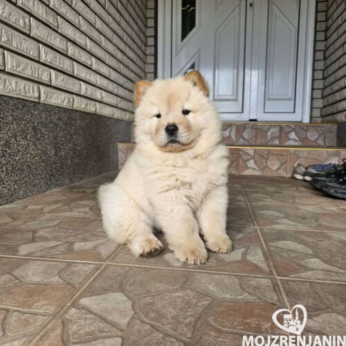 Chow Chow muzjaci