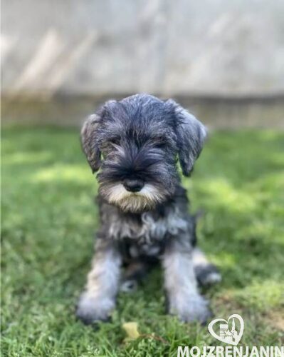 Patuljasti Šnaucer Miniature Schnauzer