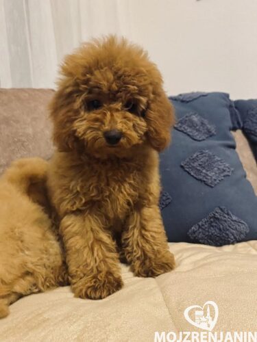 Toj pudla (Toy Poodle)