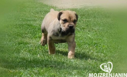 Boerboel Južnoafrički mastif stenci