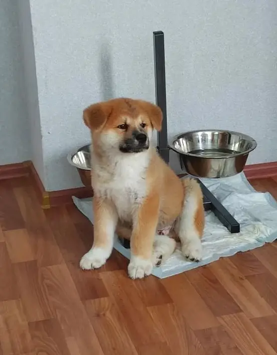 Akita inu i Shiba Inu štenci