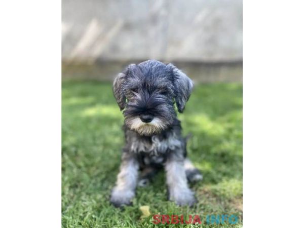 Patljasti Šnaucer Miniature Schnauzer