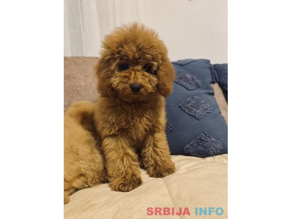 Toj pudla (Toy Poodle)