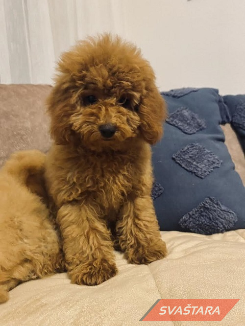 Toj pudla (Toy Poodle)