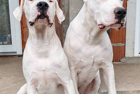 Dogo Argentino Štenci