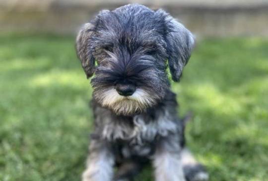 Patuljasti Šnaucer Miniature Schnauzer