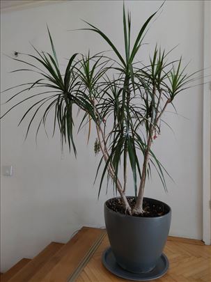 Dracaena Marginatta i poklon