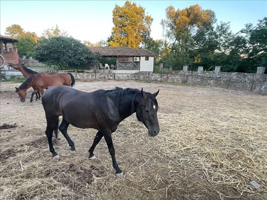 Prodajemo odrasle i mlade konje