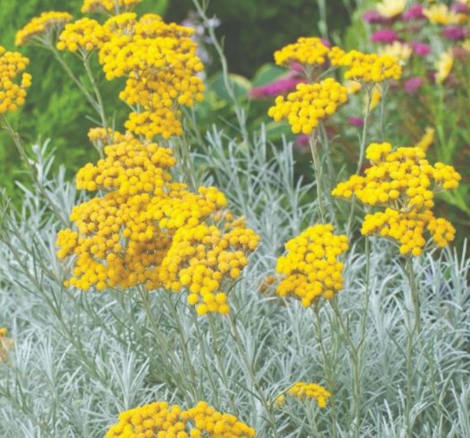 Smilje / Helichrysum arenarium