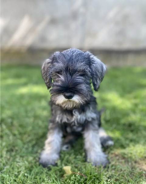 Patuljasti Šnaucer Miniature Schnauzer