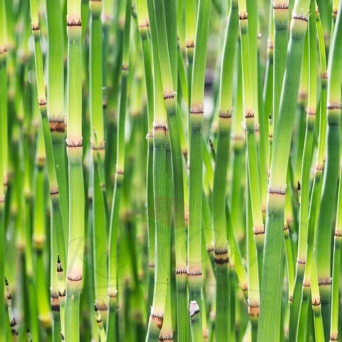 Zimska preslitsa Ekuisetum hiemale